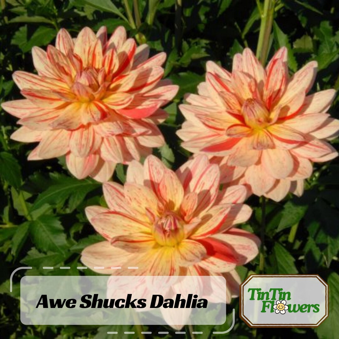 Orange White Awe Shucks Dahlia Perennial Flower Seeds-pollinator ...