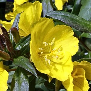 Oenothera Fruticosa Seeds | Sundrops & Evening Primrose | Bright Yellow ...