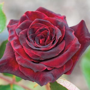 30+ Black Baccara Hybrid Tea Rose Seeds - Perennial -rare Deep Red ...