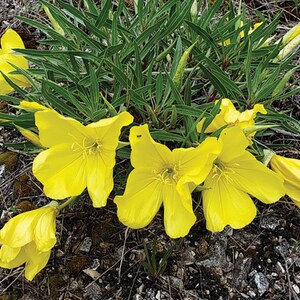 Missouri Primrose (dwarf) - Oenothera Macrocarpa - Evening Primrose ...