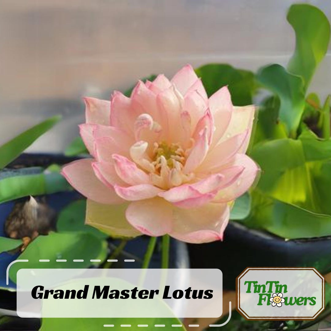 5 Rare Seeds Grand Master Lotus Seeds Indian Lotus nelumbo Nucifera ...