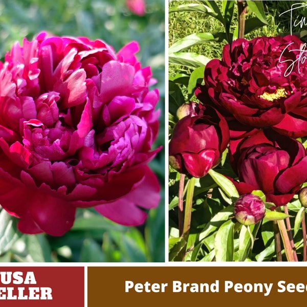 Peony Live Plant - Etsy