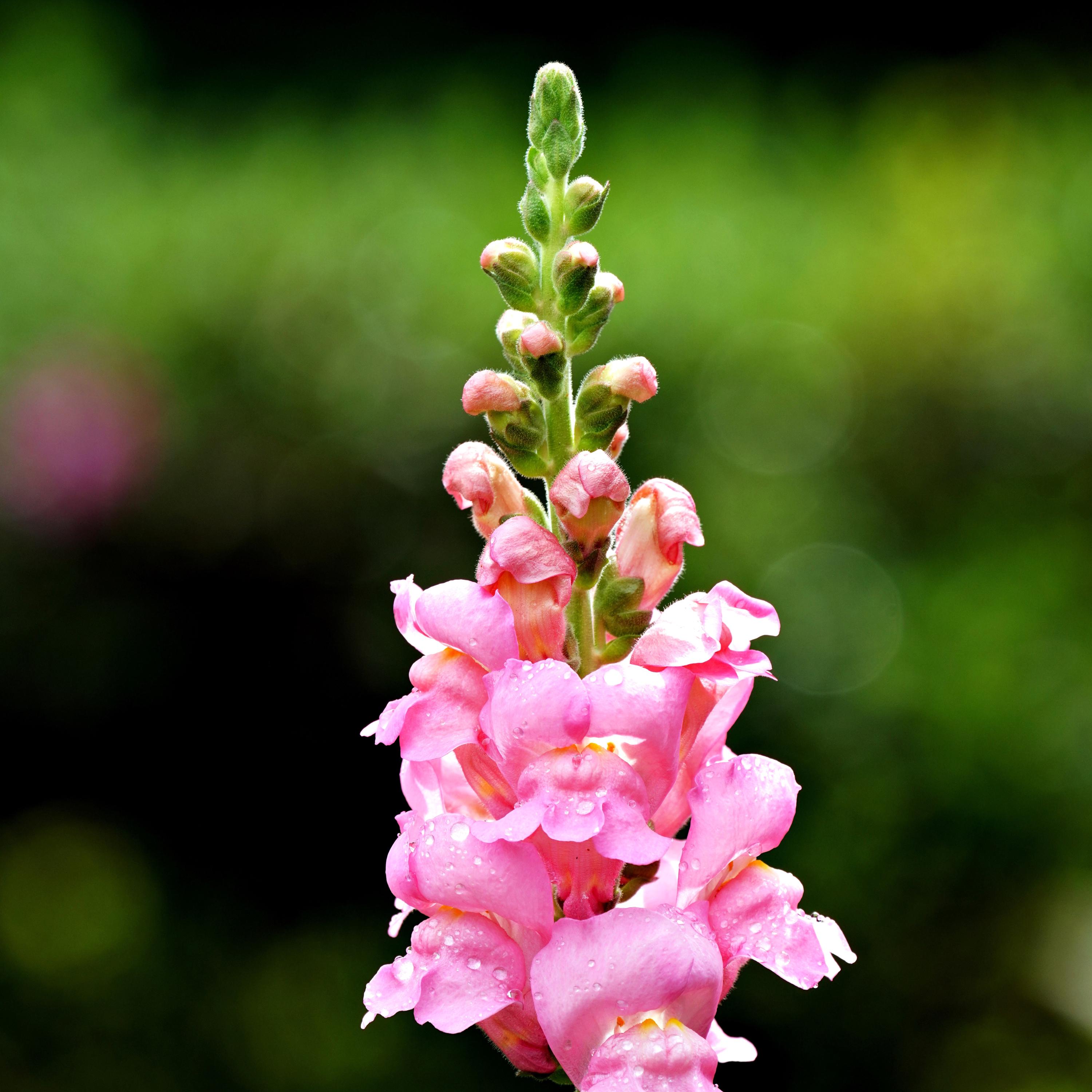 30+ Pink Rocket Snapdragons Seeds - Cold Resistant - Potted - Attracts ...