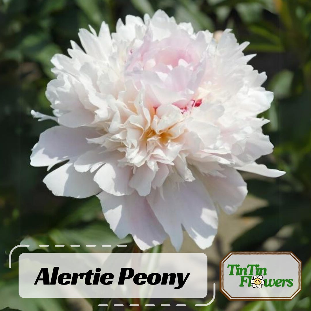 Alertie Peony Seeds -perennial - Perennial - Paeonia - Attract ...