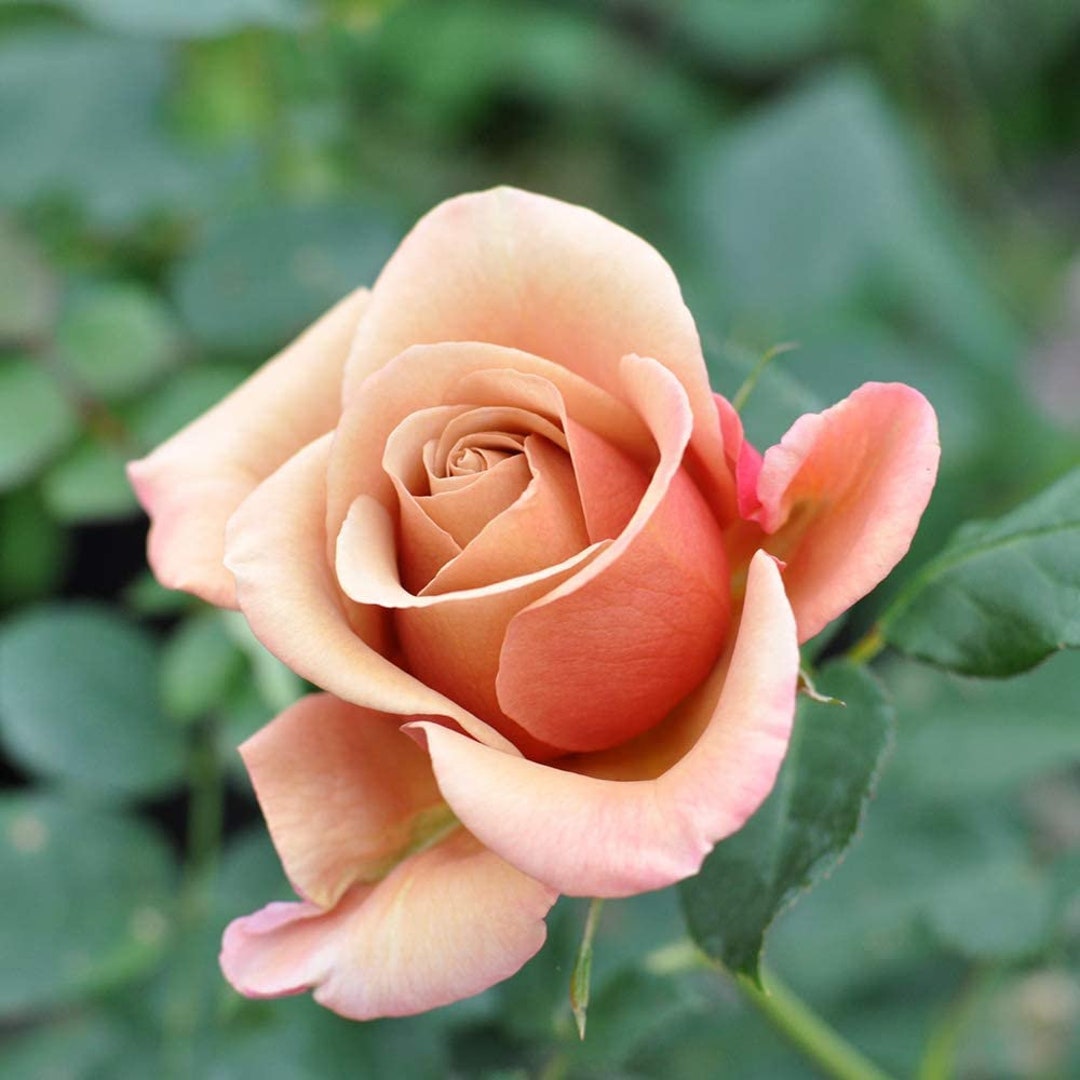 Brown Koko Loko Floribunda Flower Rose Seeds Perennial authentic Seeds ...