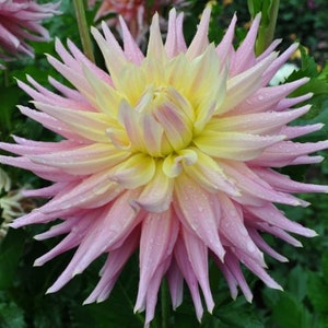 Clearview Jonas Dahlia Seeds pollinator Friendly Open Pollinated ...