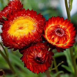 Copper Red Strawflower Seeds-perennial-authentic Seeds-flowers organic ...