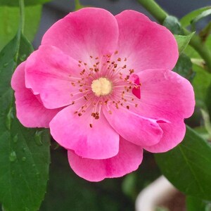 30+ Angela Rose Seeds - Perennial - Beautiful Flower - Angela Garden ...