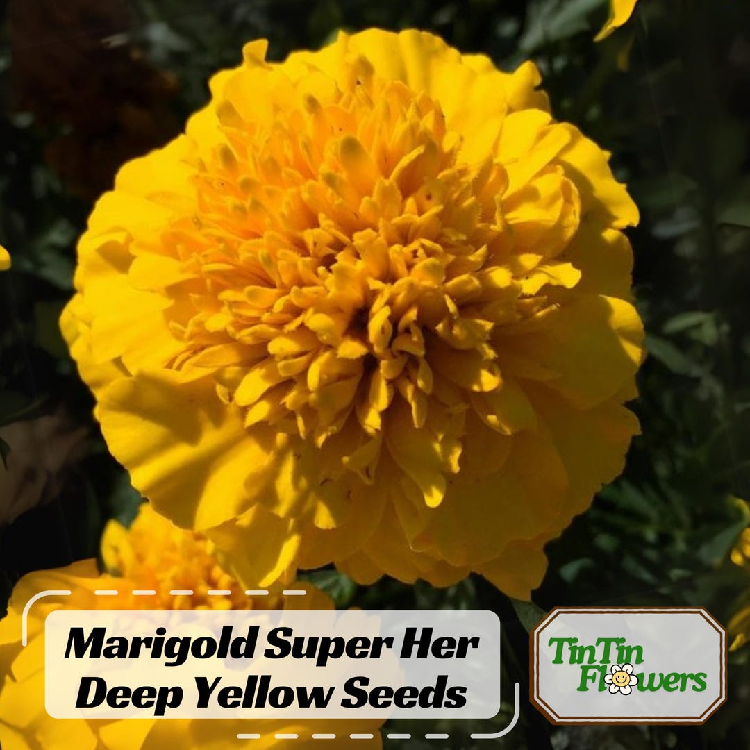 Marigold Super Her Deep Yellow Seeds - Edible -open-pollinating -draft ...