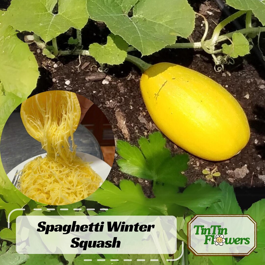 Squash Winter Spaghetti Seeds -perennial -authentic Seeds-flowers ...