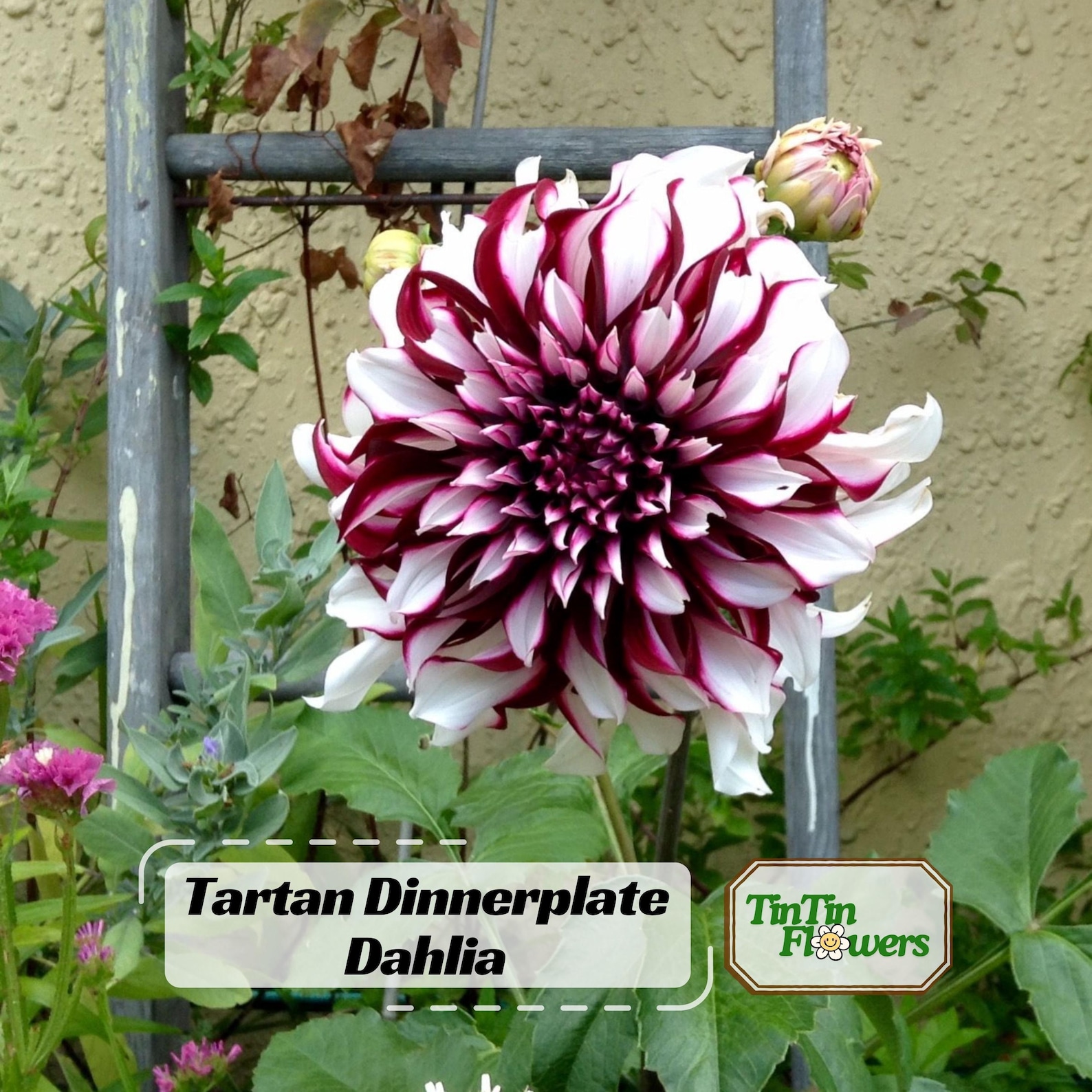 40+ Giant Dinnerplate Dahlia Seeds - Pollinator Friendly- Open ...