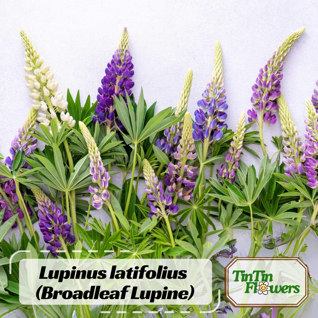 30+ Lupinus Latifolius (broadleaf Lupine) Seeds - Bluebonnet- Lupin ...