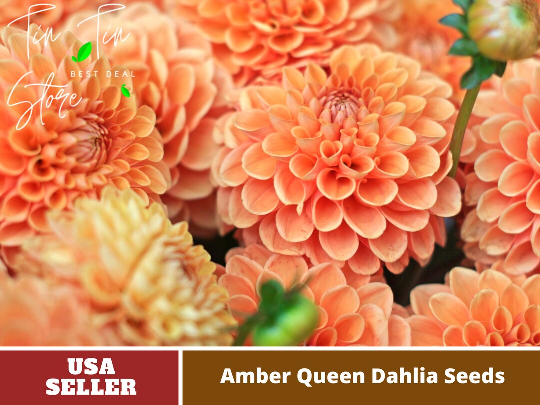 Orange Amber Queen Dahlia Perennial Flower Seedsauthentic flowers ...