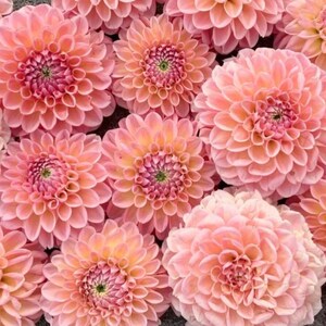Linda's Baby Dahlia Seeds- Pollinator Friendly- Open Pollinated ...