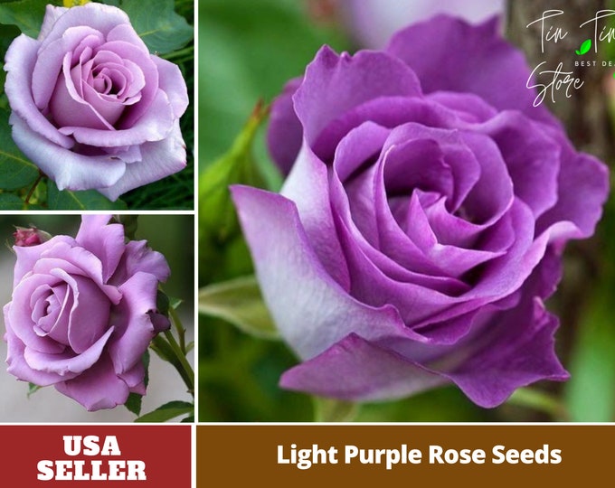 5 PURPLE ROSE Rosa Floribunda Bush Shrub Perennial Flower Seeds - Etsy