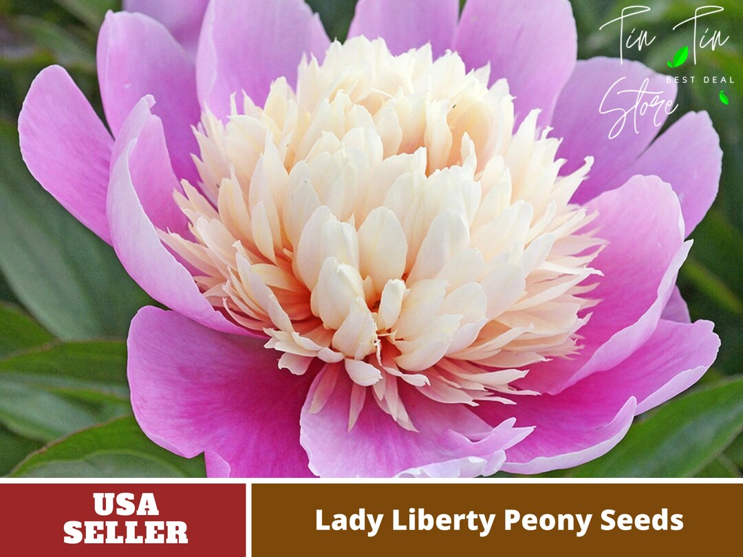 Lady Liberty Peony Seeds perennial Paeonia Attract Butterflies Open ...