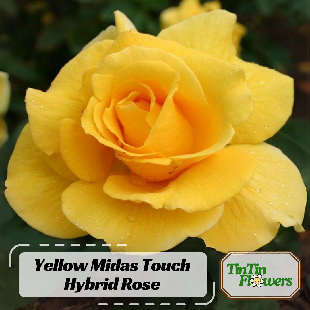 30 Seeds | Yellow Midas Touch Hybrid Rose Seeds- Perennial - Authentic ...