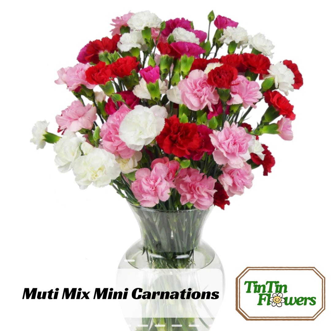 Muti Mix Mini Carnations- Dianthus Seeds - Open-pollinated - Organic ...