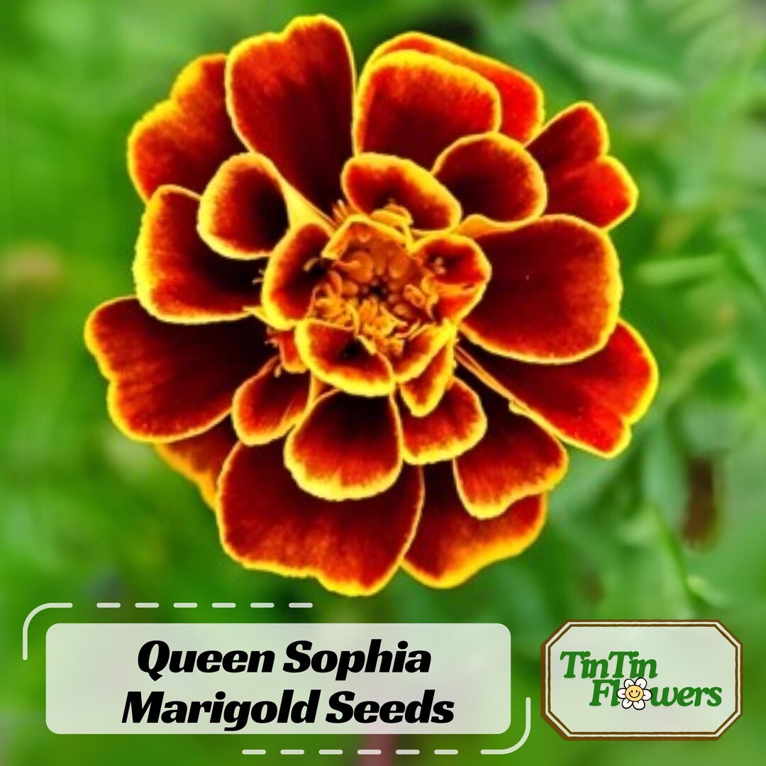 Queen Sophia Marigold Seeds - Edible -open-pollinating -potted - Draft ...