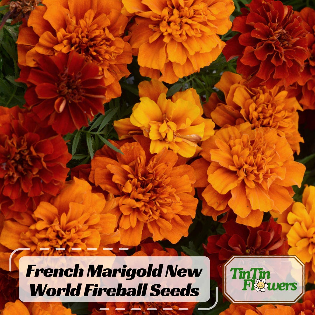Marigold Columbia Vanilla Cream Seeds - Edible -open-pollinating -draft ...