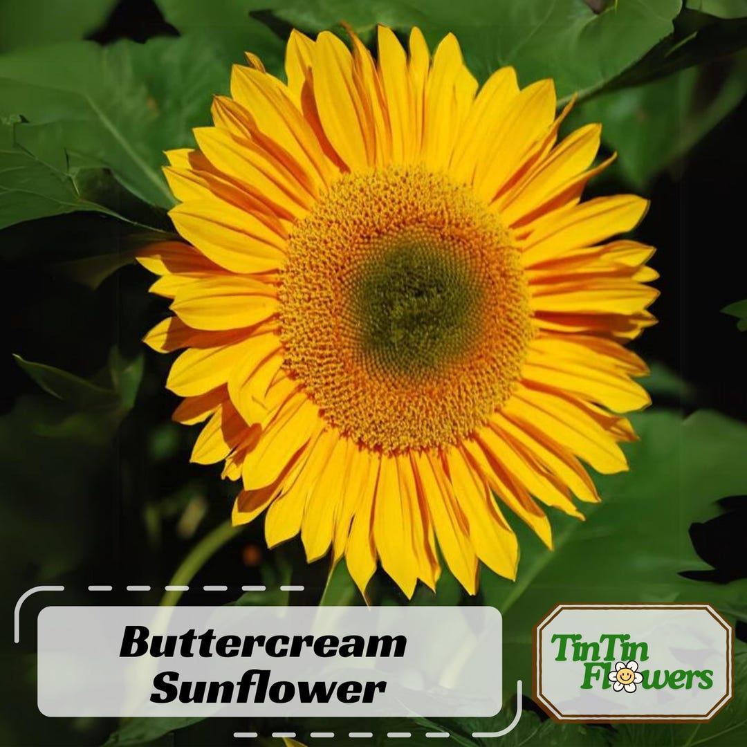25 Sunrich Gold Sunflower Seeds-helianthus Annuus - Open-pollinated ...