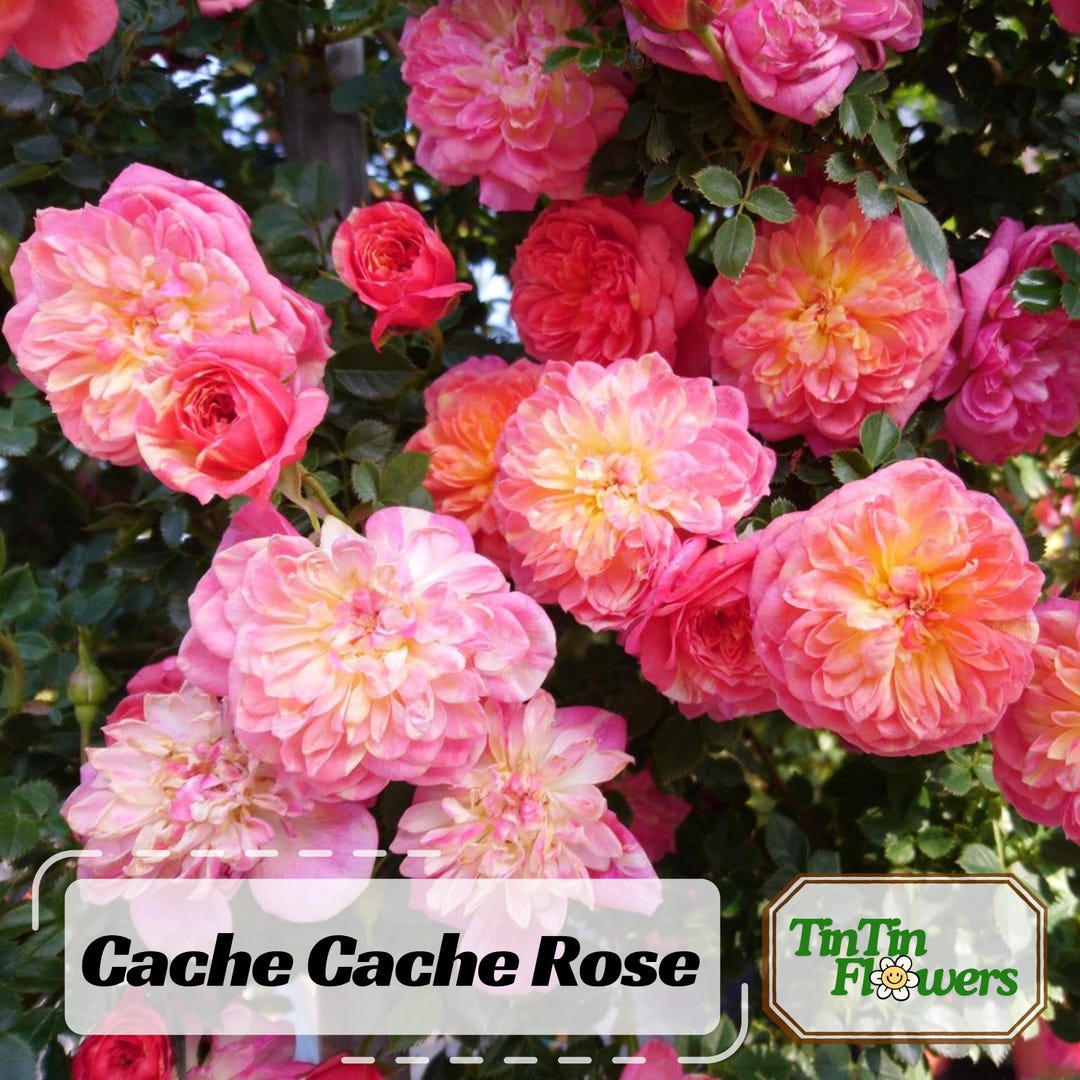 Cache Cache Rose Seeds-perennial - Authentic Seeds - Mix Seeds - Late ...