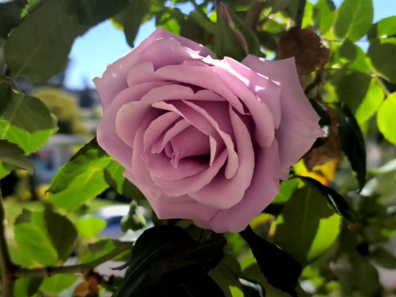 30 Seeds Hybrid Tea Blue Girl Rose Bush Flower Seeds - Etsy