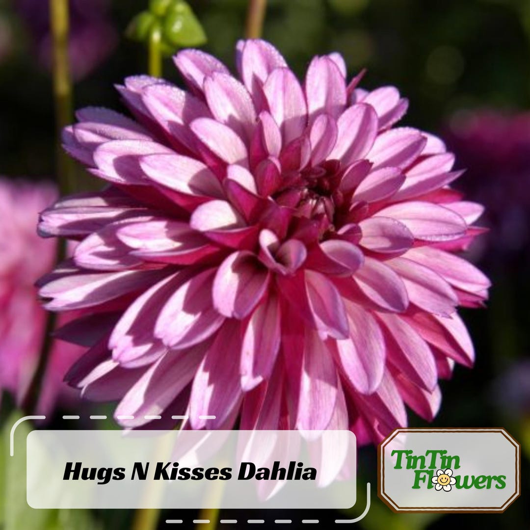 Hugs N Kisses Dahlia Seeds - Pollinator Friendly- Open Pollinated ...