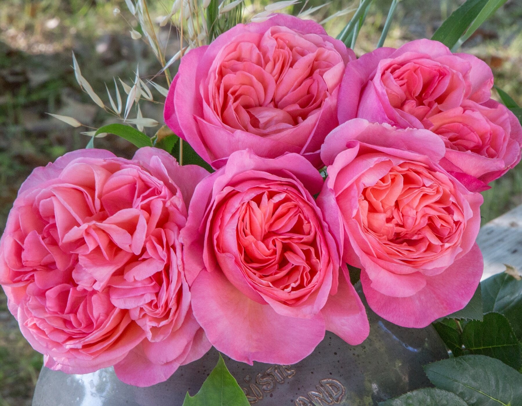 30 Seeds | Pink Sweet Mademoiselle Hybrid Tea Rose Seeds -perennial ...