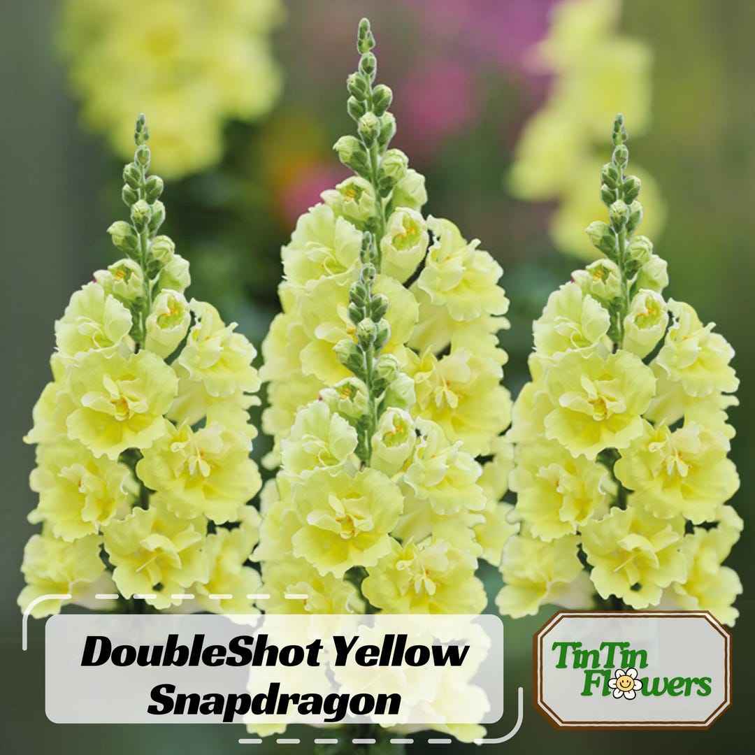 Doubleshot Yellow Snapdragon Seeds - Cold Resistant - Attracts ...