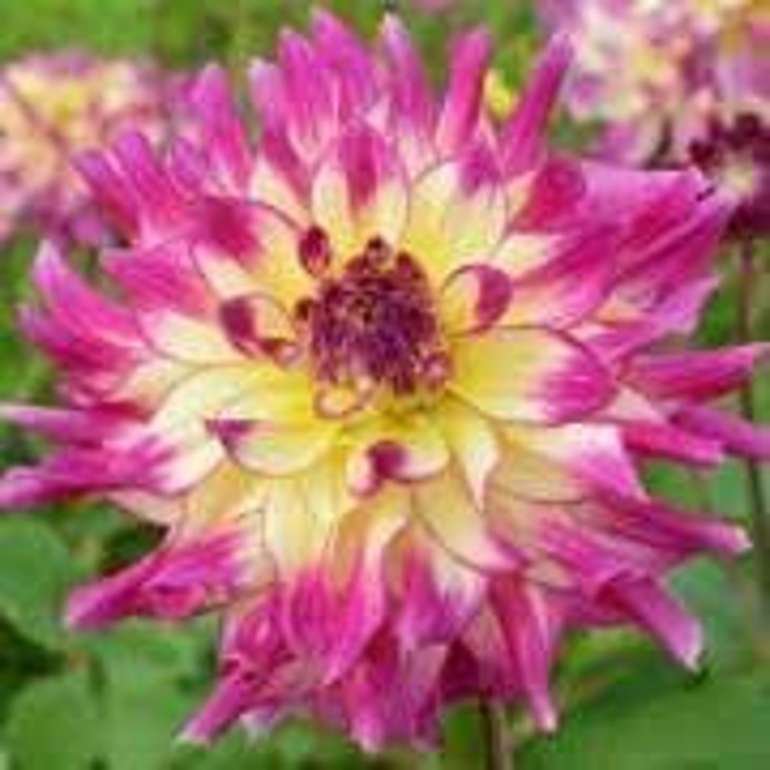 Zoey Rey Dahlia Seeds- Pollinator Friendly- Open Pollinated - Heirloom ...