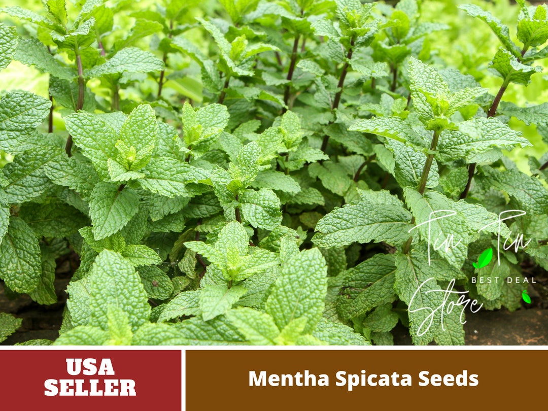Mentha Spicata Seeds perennial authentic Seeds-flowers organic. Non GMO ...