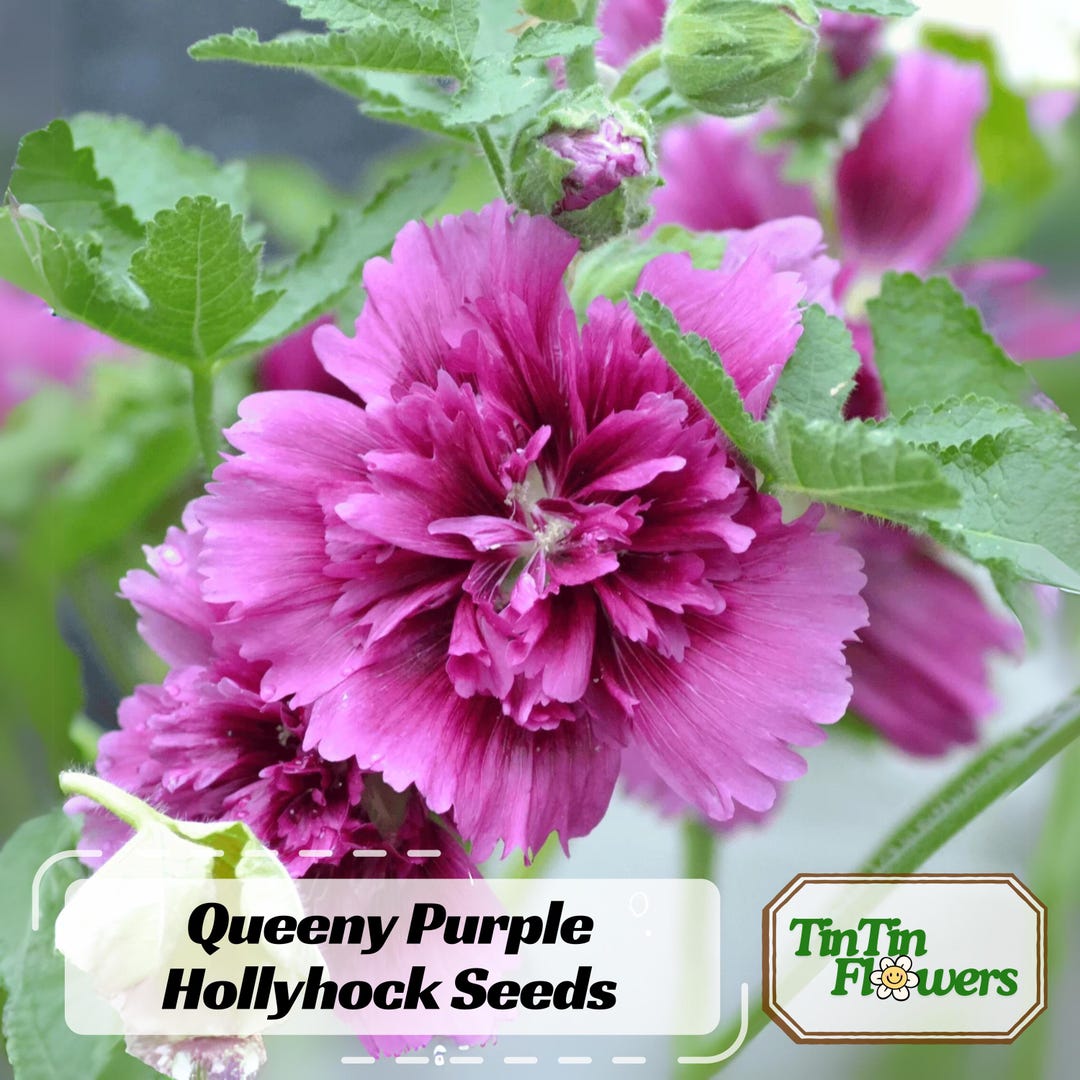 20 Seeds| Queeny Purple Hollyhock Seeds | Alcea Rosea Seeds| Vibrant ...