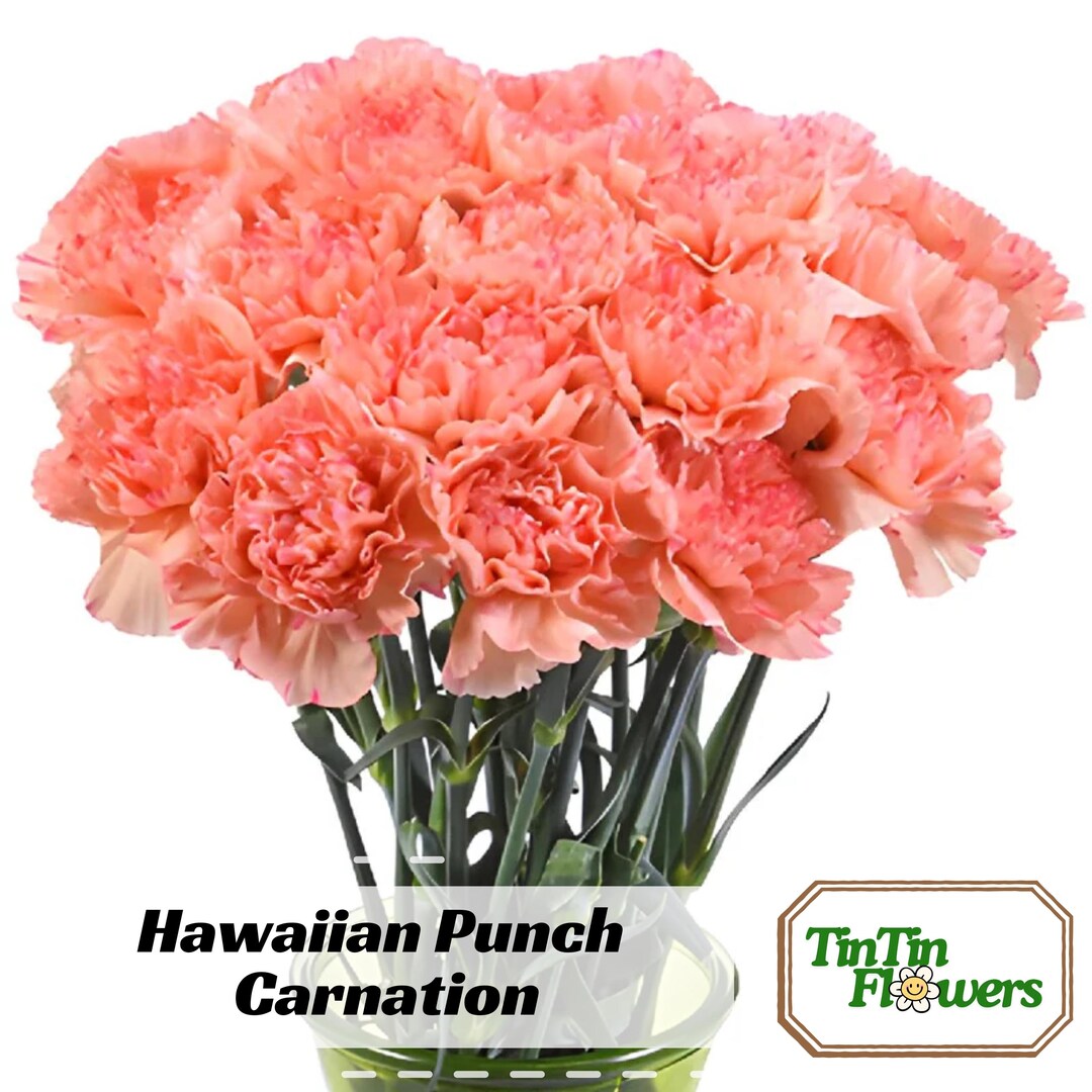 Hawaiian Punch Carnations - Dianthus Seeds - Open-pollinated - Organic ...