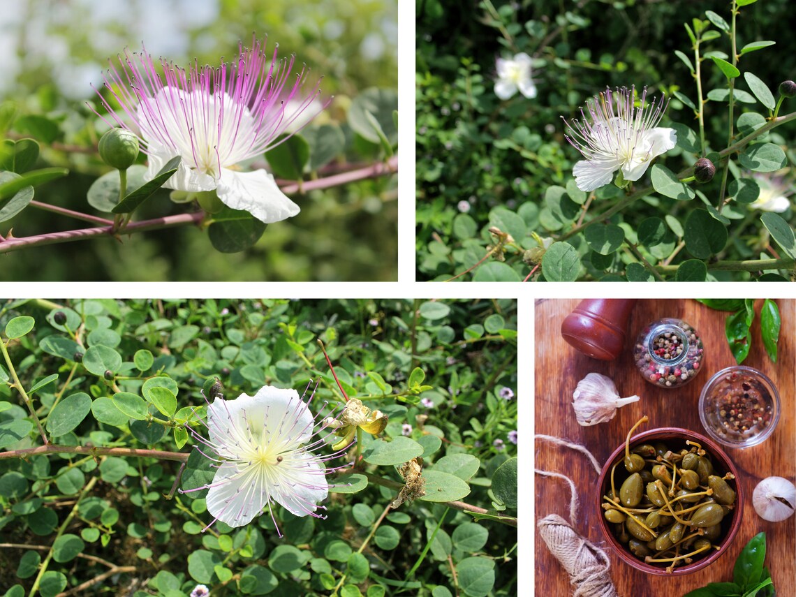 Capers (caper Bush) Seeds – Mediterranean Culinary Herb – Heirloom ...