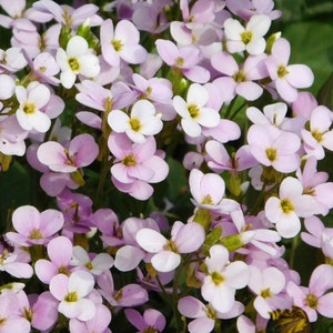 Compinkie Arabis Flower Seeds - Authentic Seeds ~ GMO Free ~ Seeds ...