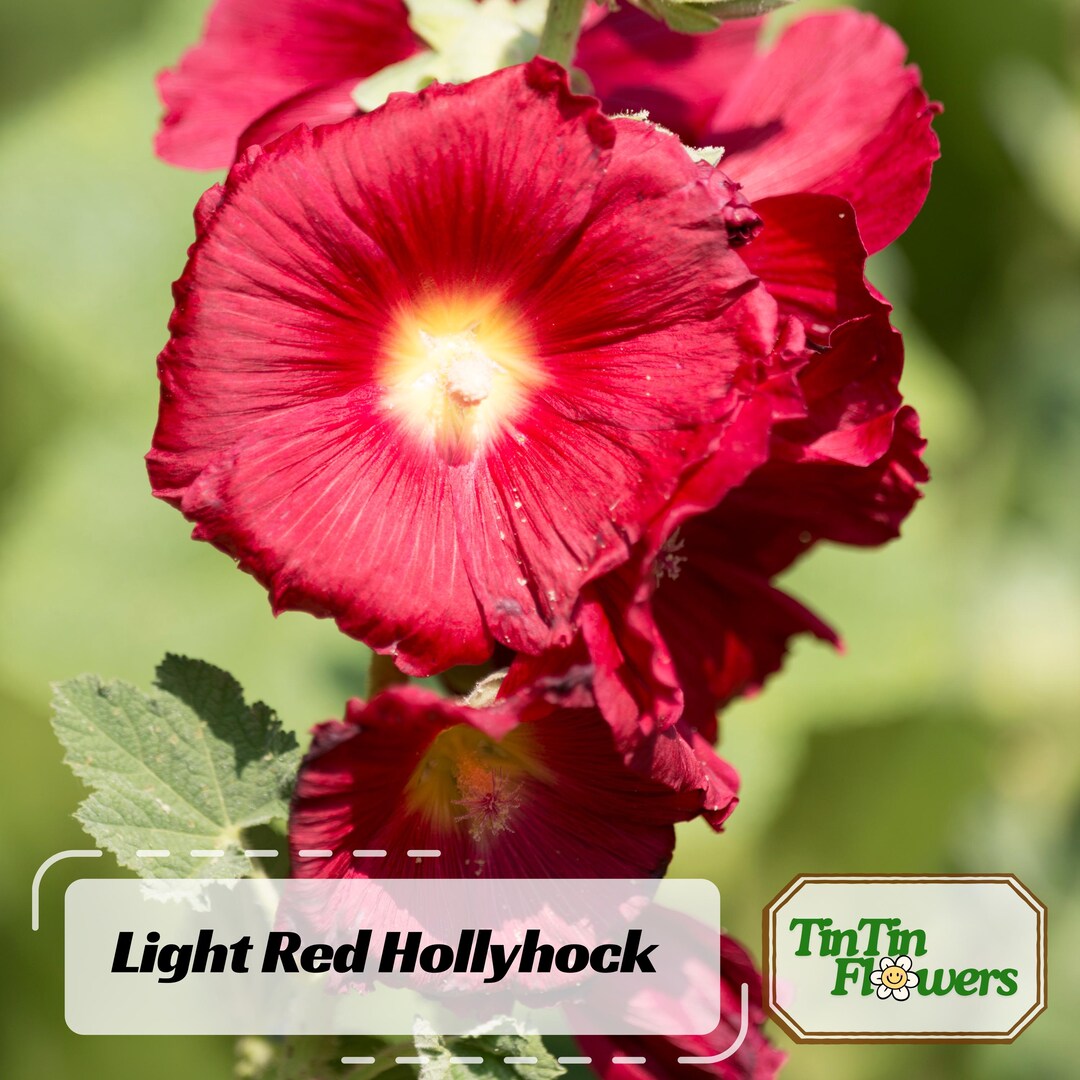 Mars Magic Light Red Hollyhock Seeds | Alcea Rosea Seeds| Vibrant Tall ...
