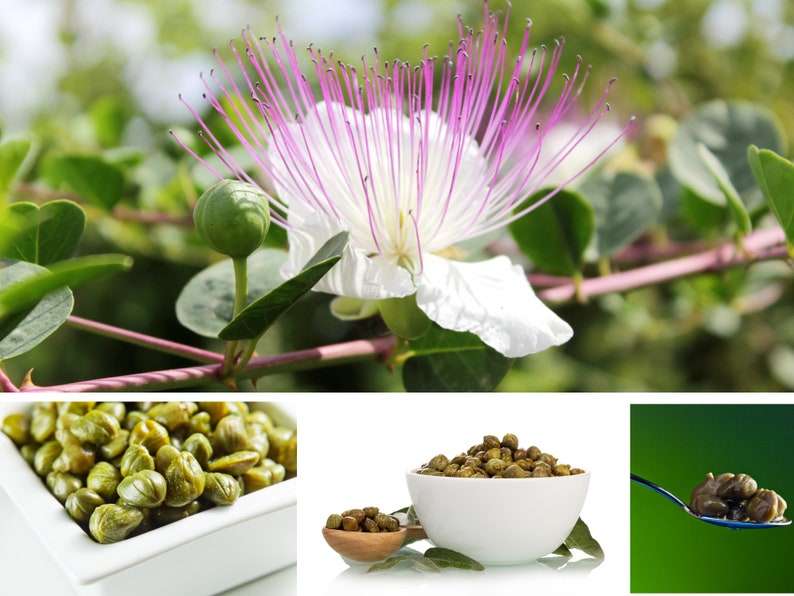 Capers (caper Bush) Seeds – Mediterranean Culinary Herb – Heirloom ...