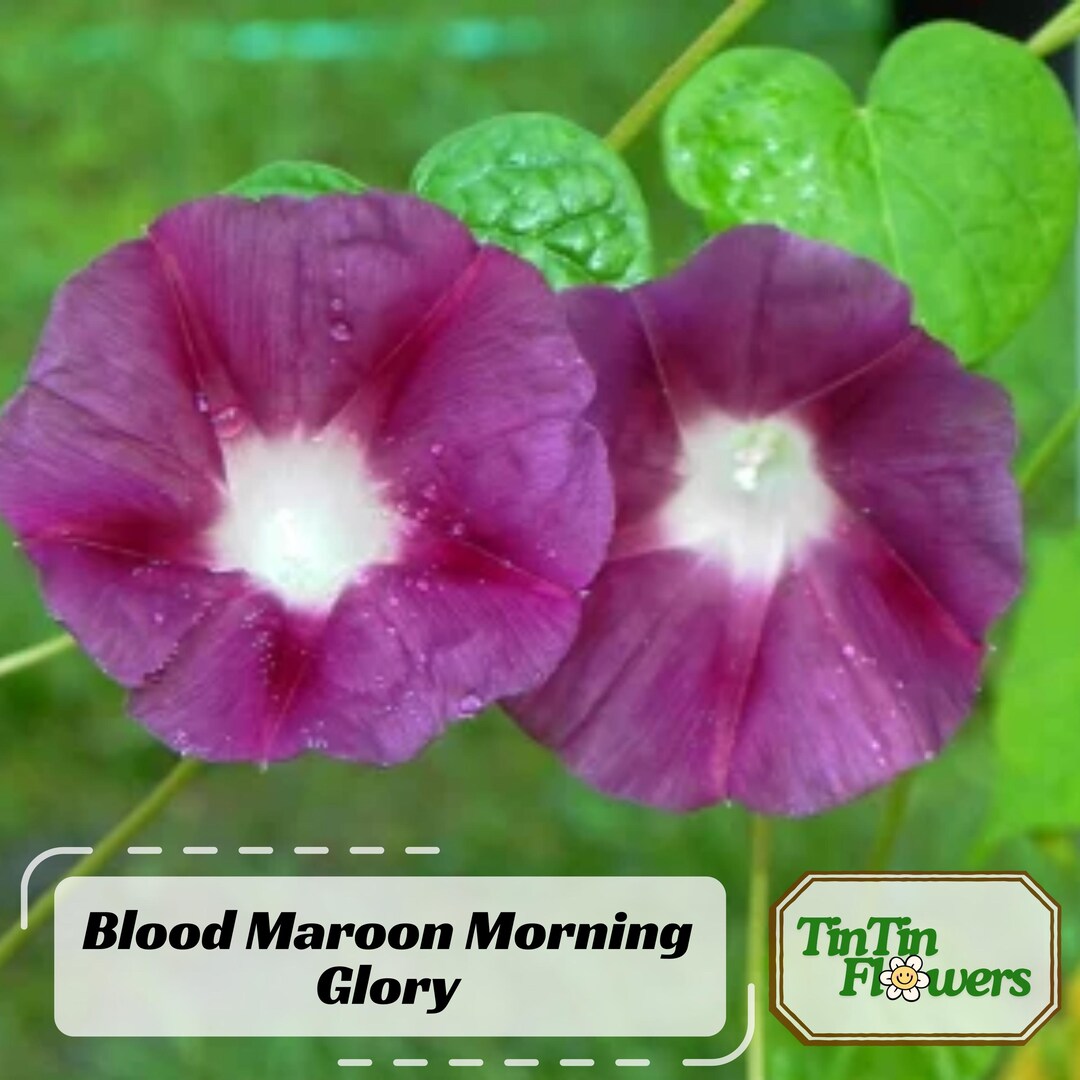 30s| Blood Maroon Morning Glory Seeds - Ipomoea - Annual Flower - Fast ...