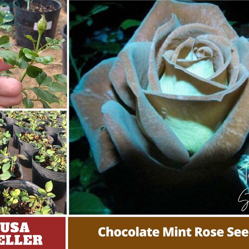 25 Rare Seed Red Rose Seeds-perennial authentic - Etsy