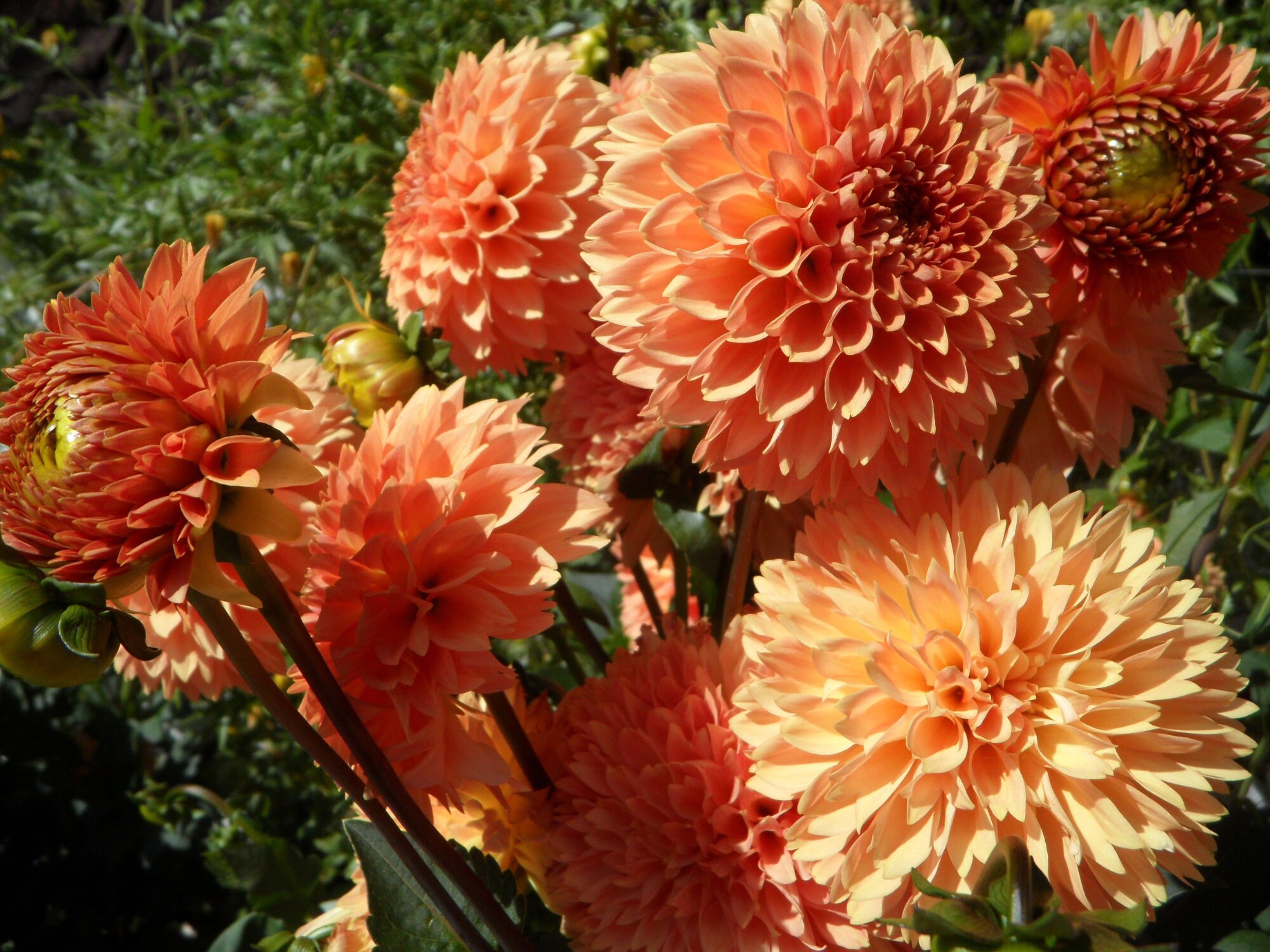 Orange Amber Queen Dahlia Perennial Flower Seeds-pollinator Friendly ...