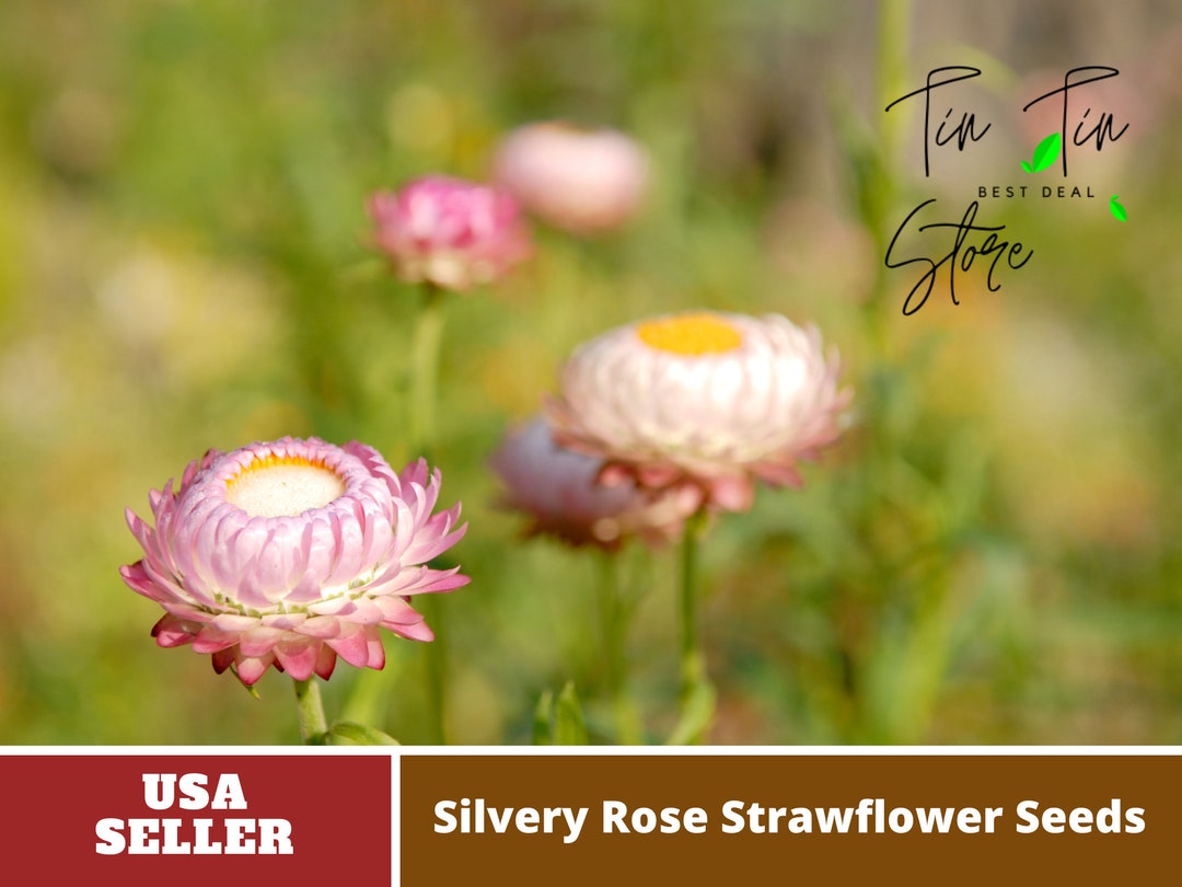 Silvery Rose Strawflower Seeds-perennial authentic Seeds-flowers ...