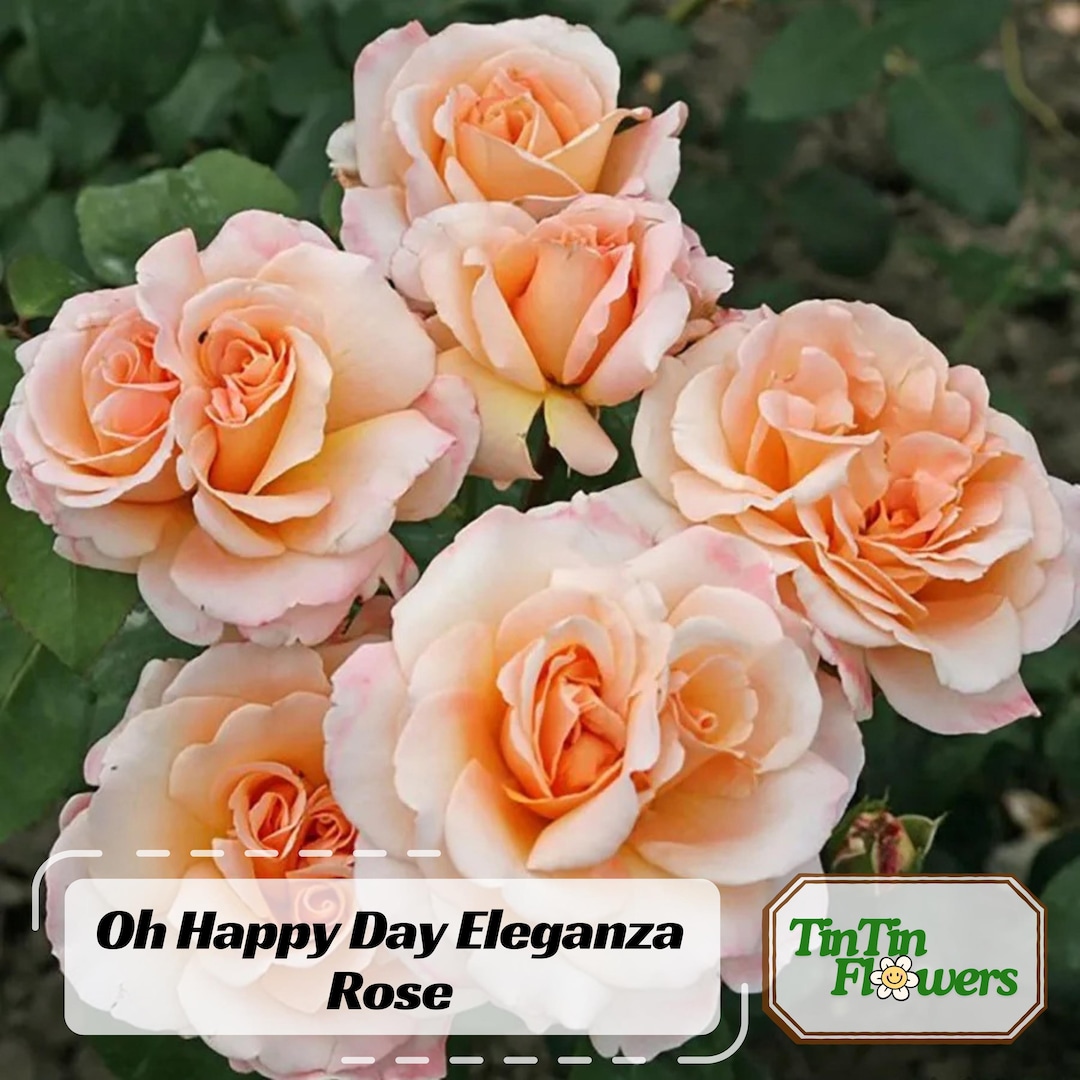 30+ Oh Happy Day Eleganza Rose Seeds- Perennial - Authentic Seeds - Mix ...