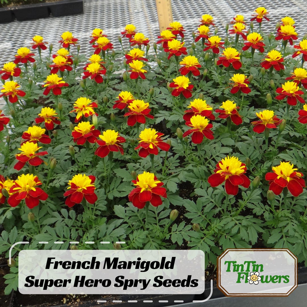 French Marigold Super Hero Spry Seeds - Edible -open-pollinating -draft ...