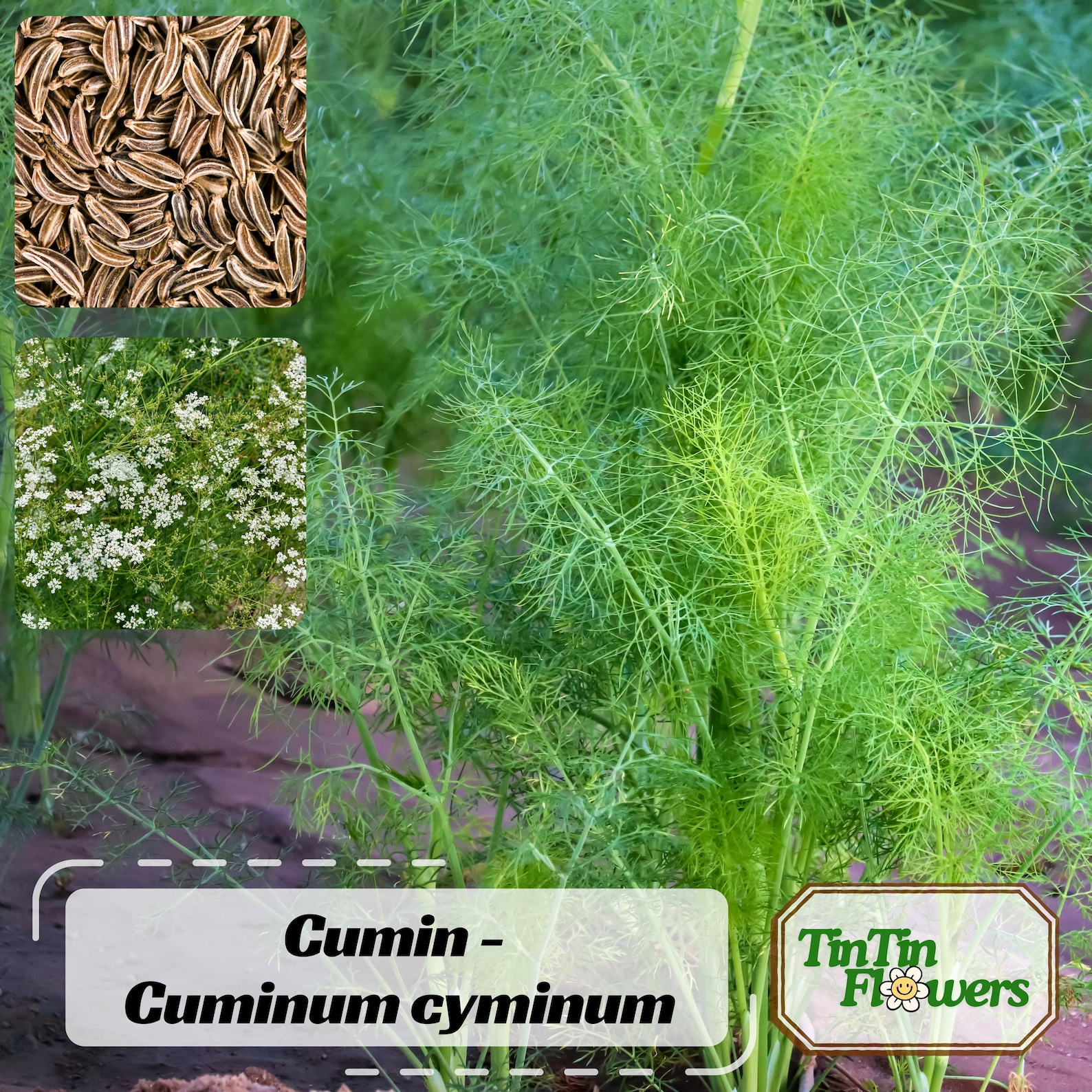 Cumin - Cuminum Cyminum Seeds- Authentic Seeds ~ GMO Free~ Vegetable ...