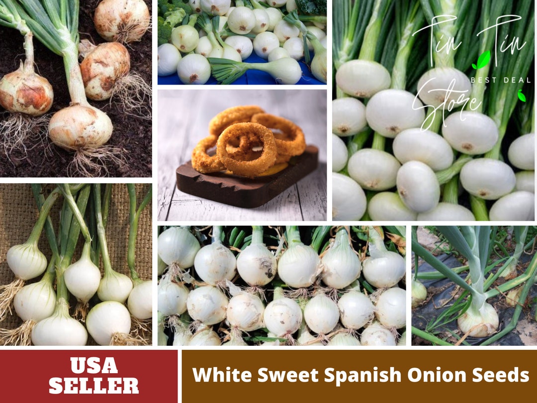 White Sweet Spanish Onion Seeds Vegetable Seedsfruits Annual Organic ...