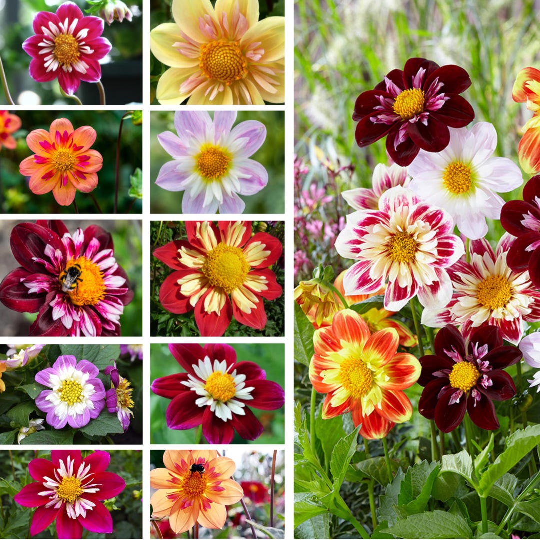 Mixed Collarette Dahlia Pollinator Friendly Open Pollinated Heirloom ...