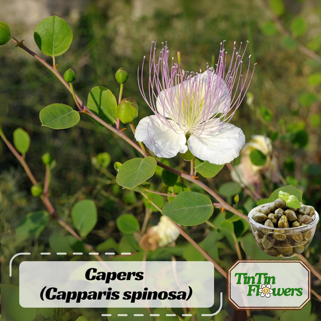 Capers (caper Bush) Seeds-vegetable ~ Asian Garden- Organic- & Culinary ...