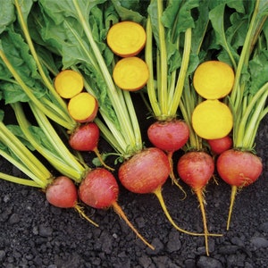 30 Seeds Touchstone Gold Beet Seeds-perennial authentic Seeds-flowers ...
