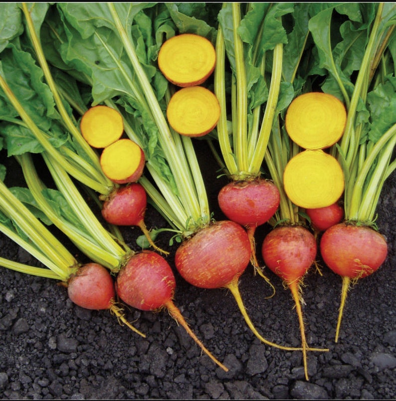 30 Seeds Touchstone Gold Beet Seeds-perennial authentic - Etsy
